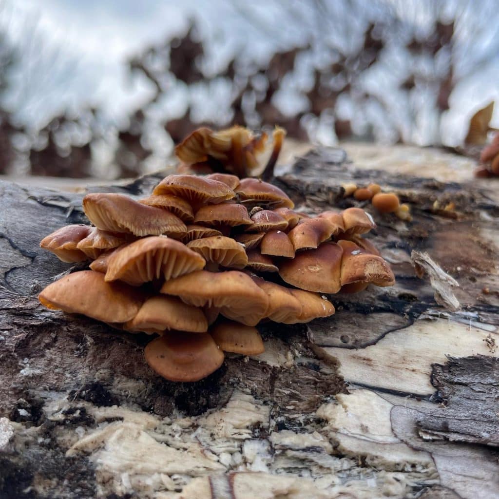 Flammulina velutipes - Enoki - Eat The Planet