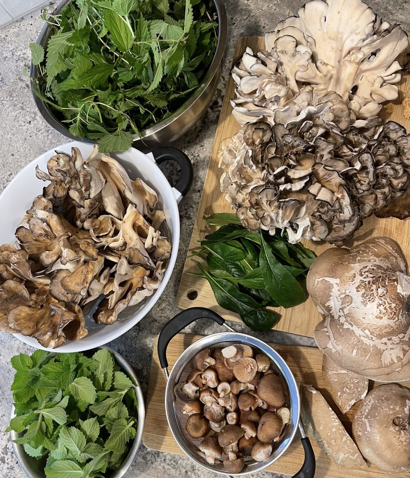 Connecticut Foraging Club: Upcoming Events - Eat The Planet