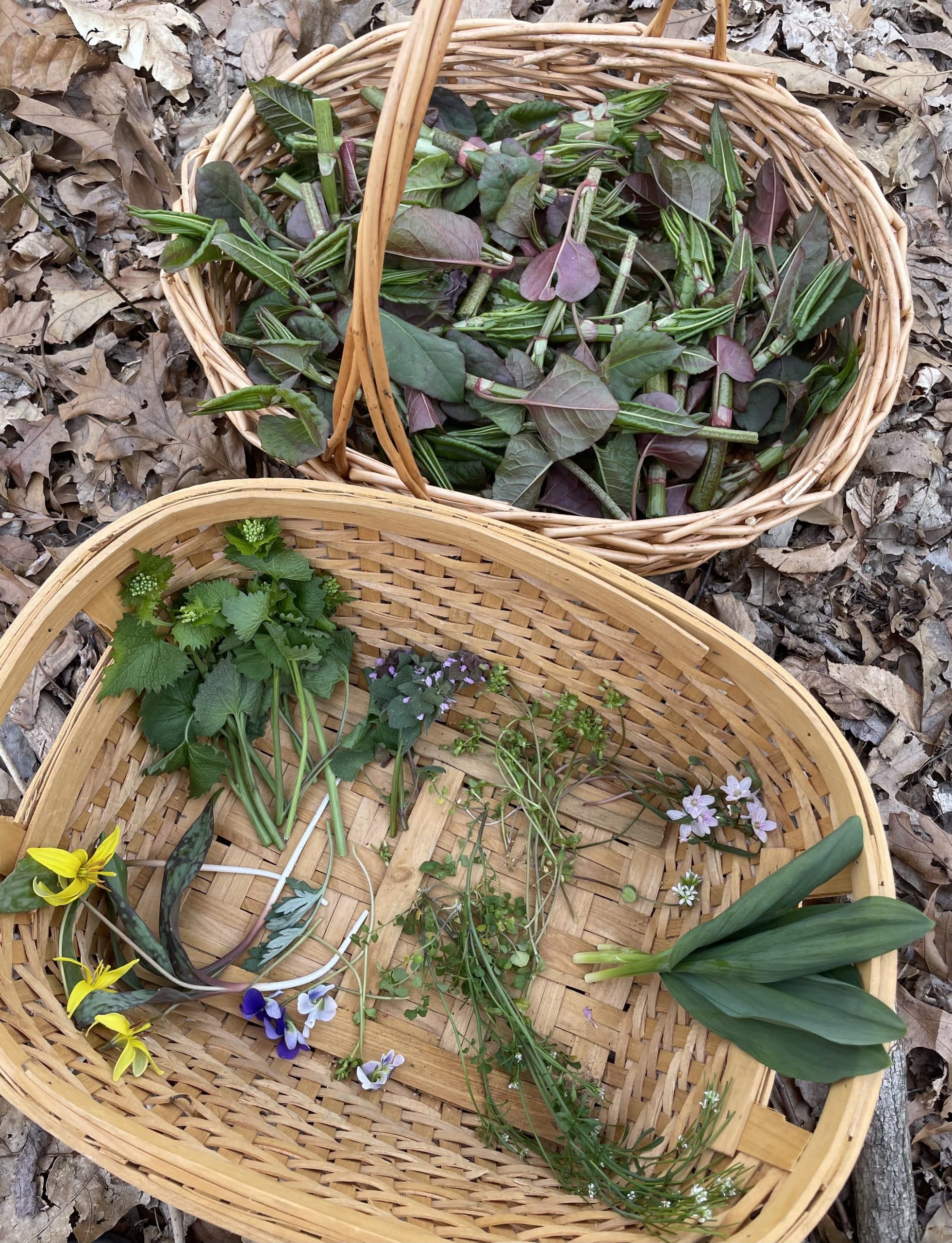 Connecticut Foraging Club: Plant Archive - Eat The Planet