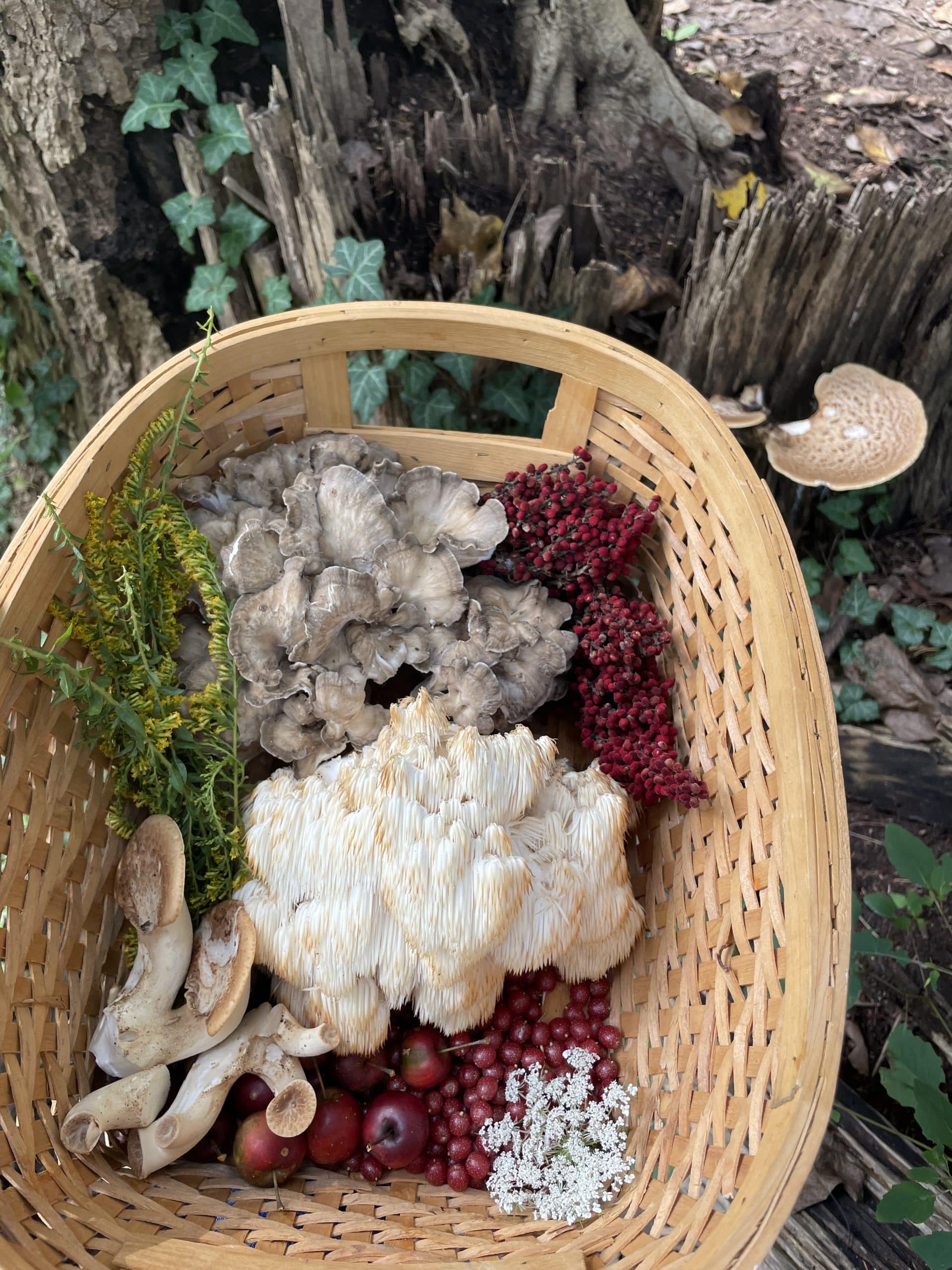 Connecticut Foraging Club: Upcoming Events - Eat The Planet