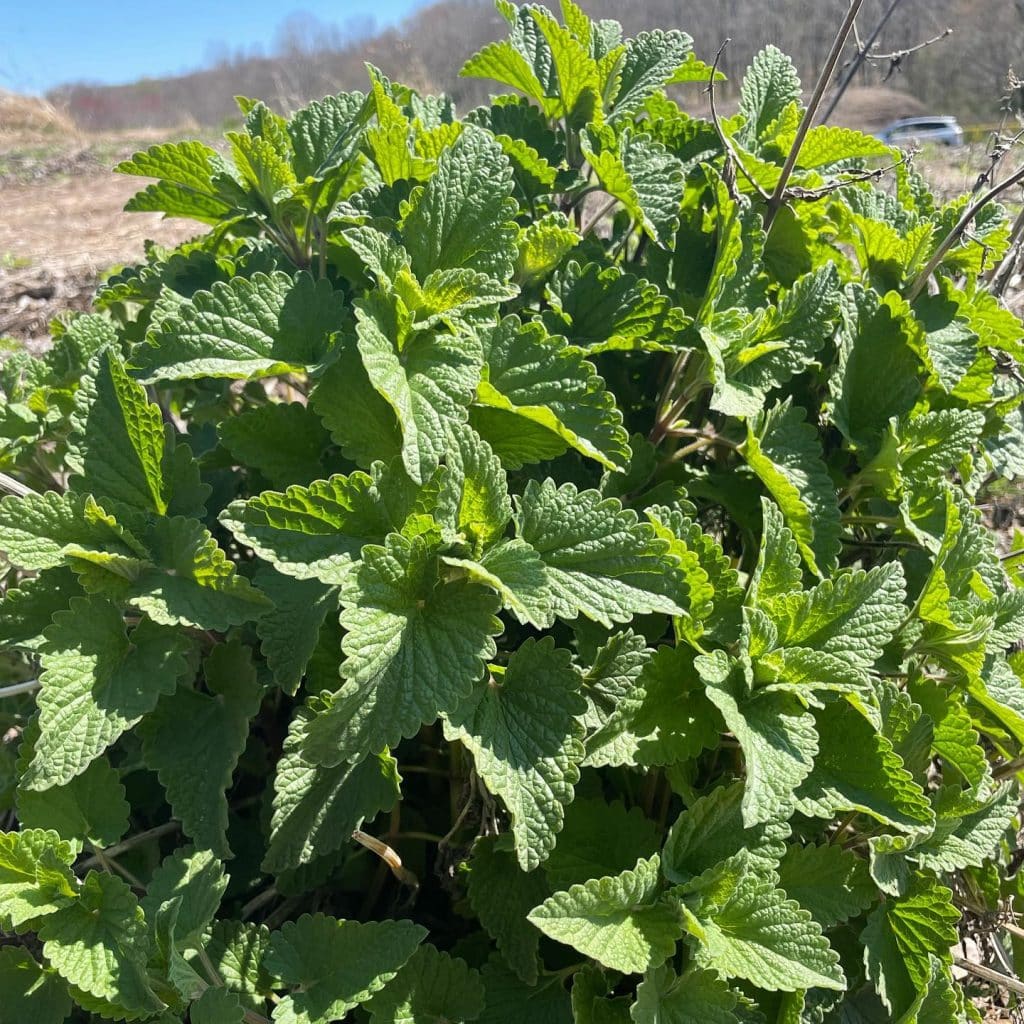 Nepeta cataria - Catnip - Eat The Planet