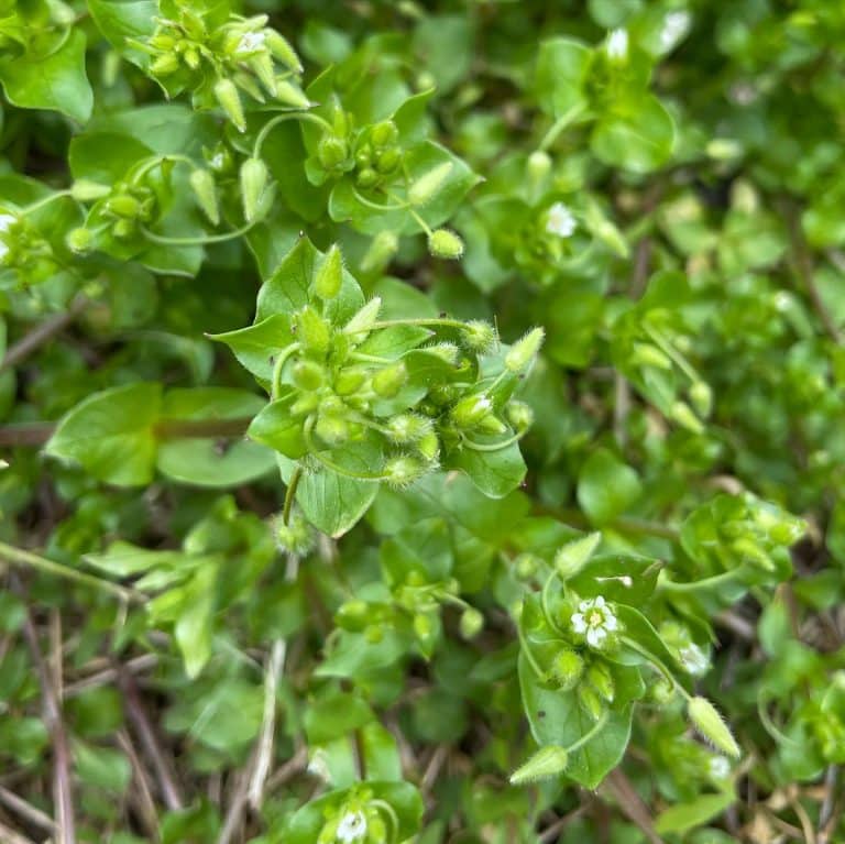Ground Ivy, an Aromatic, Evergreen Wild Edible - Eat The Planet