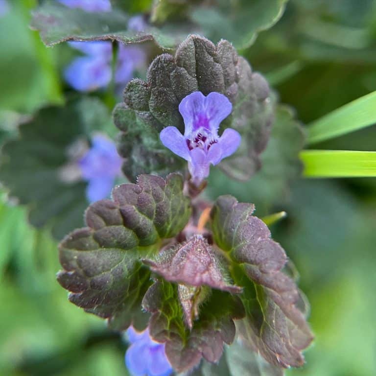Ground Ivy, an Aromatic, Evergreen Wild Edible - Eat The Planet