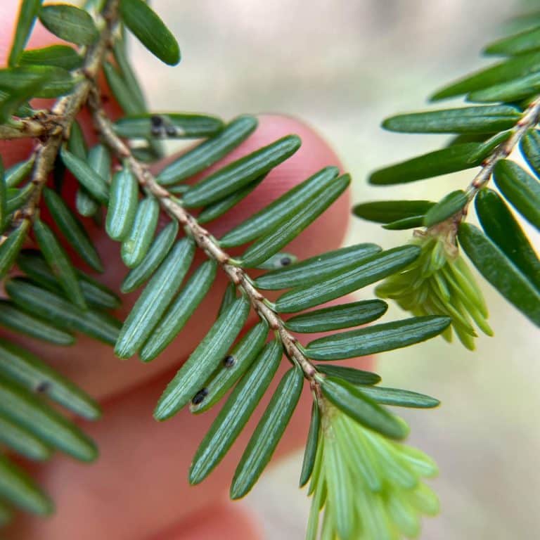 Tsuga canadensis - Eastern Hemlock - Eat The Planet