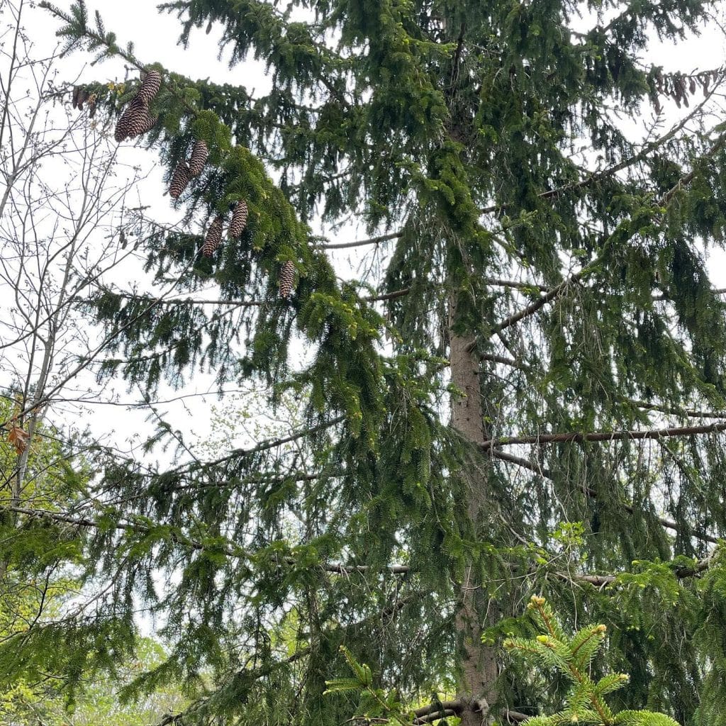 Picea abies - Norway Spruce - Eat The Planet