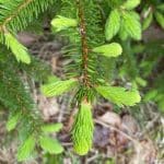 Ramps, a Popular and Versatile Herb - Eat The Planet