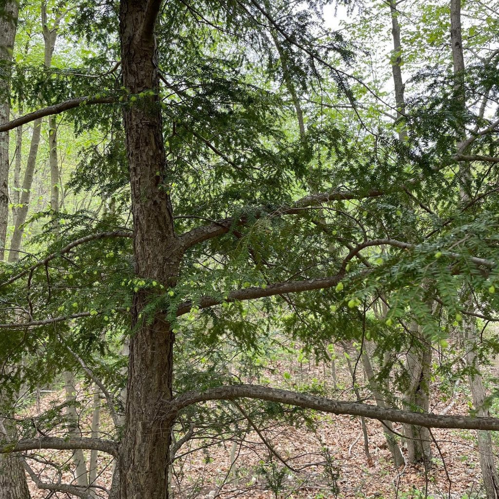 Tsuga canadensis - Eastern Hemlock - Eat The Planet