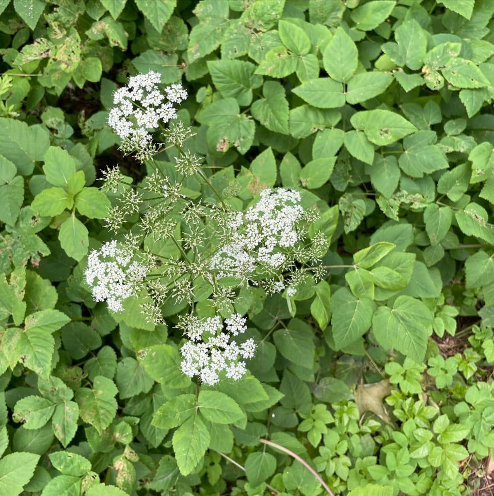 Aegopodium podagraria - Ground Elder - Eat The Planet