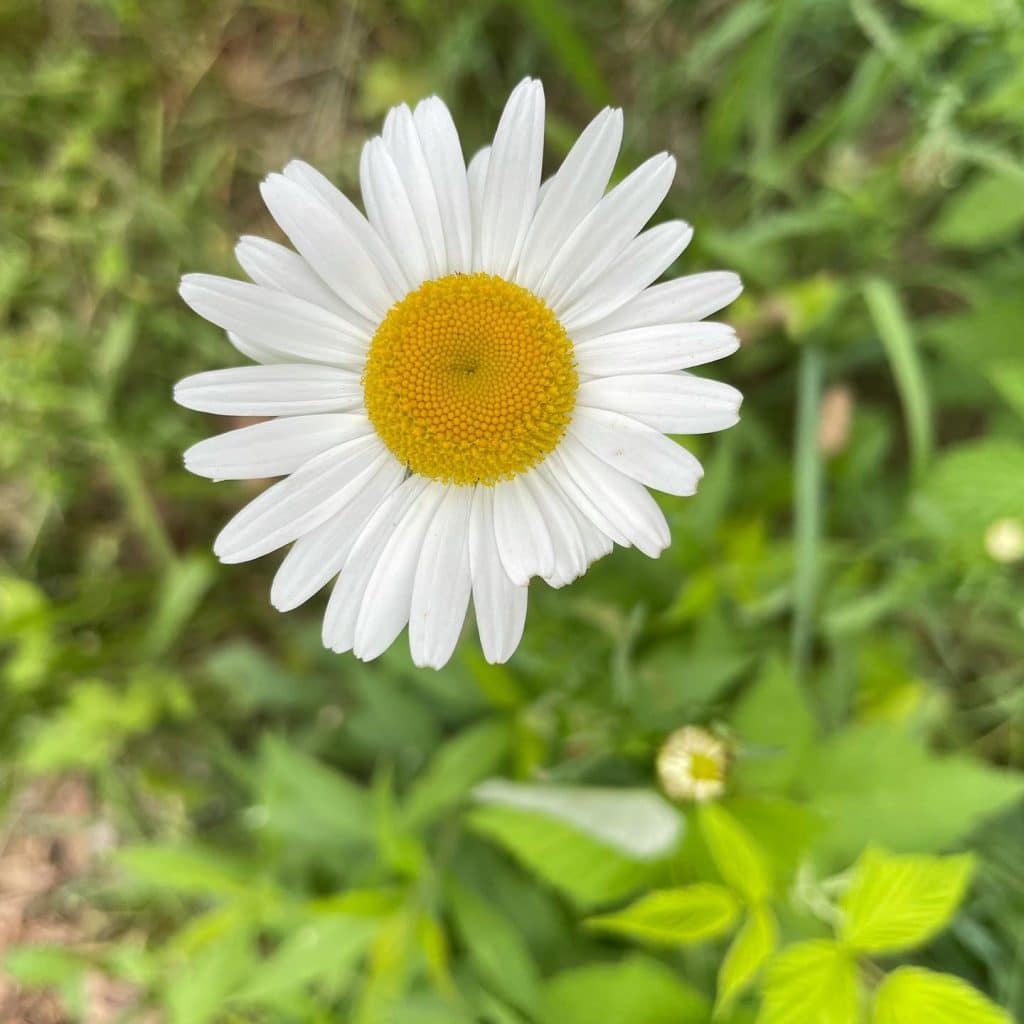 Leucanthemum vulgare - Oxeye Daisy - Eat The Planet