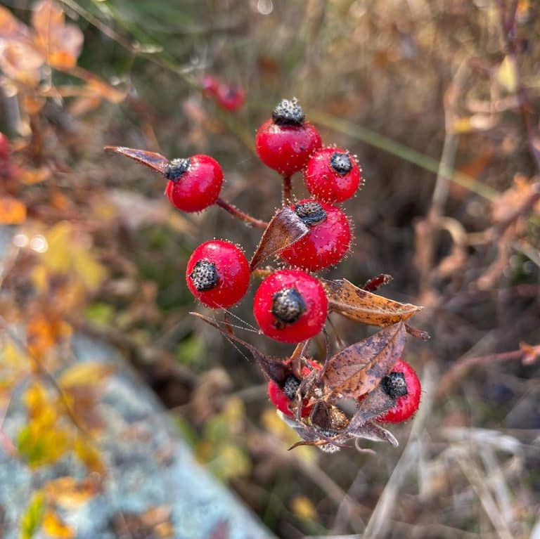 Rosa palustris - Swamp Rose - Eat The Planet