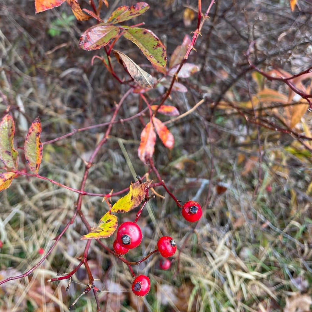 Rosa palustris - Swamp Rose - Eat The Planet