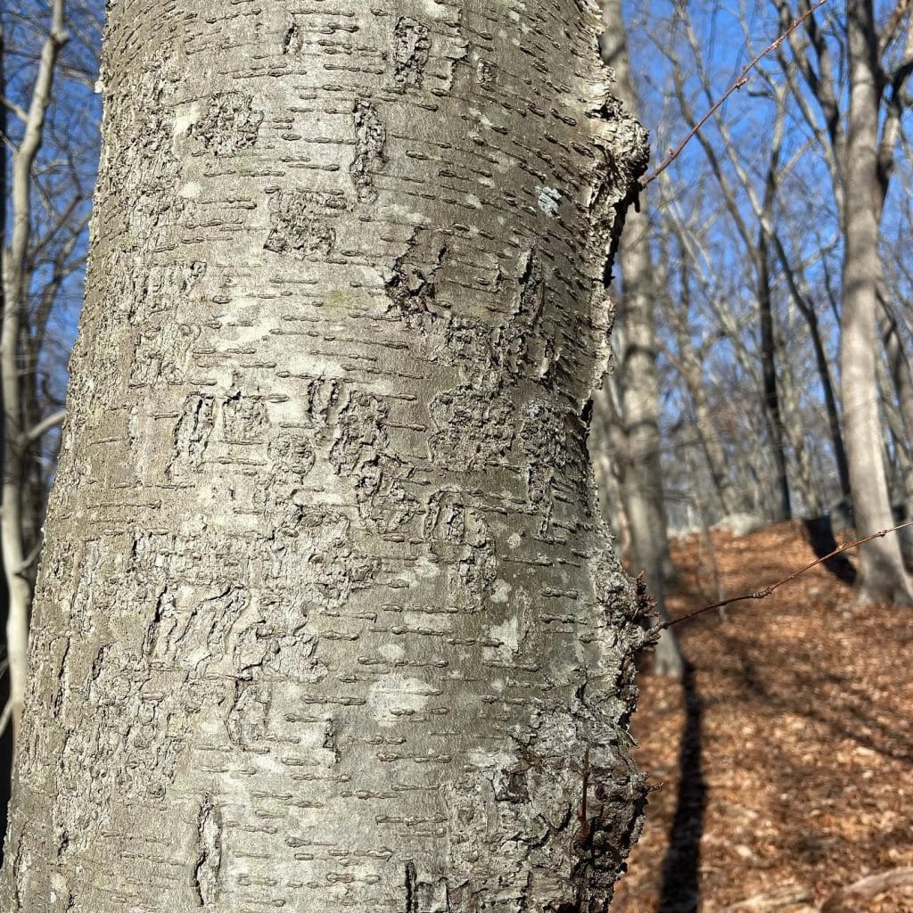 Betula lenta - Black Birch - Eat The Planet