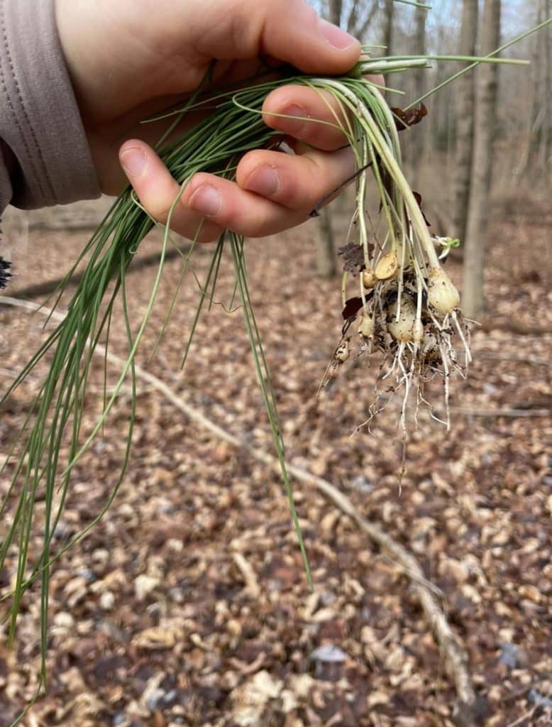 Allium vineale - Field Garlic - Eat The Planet