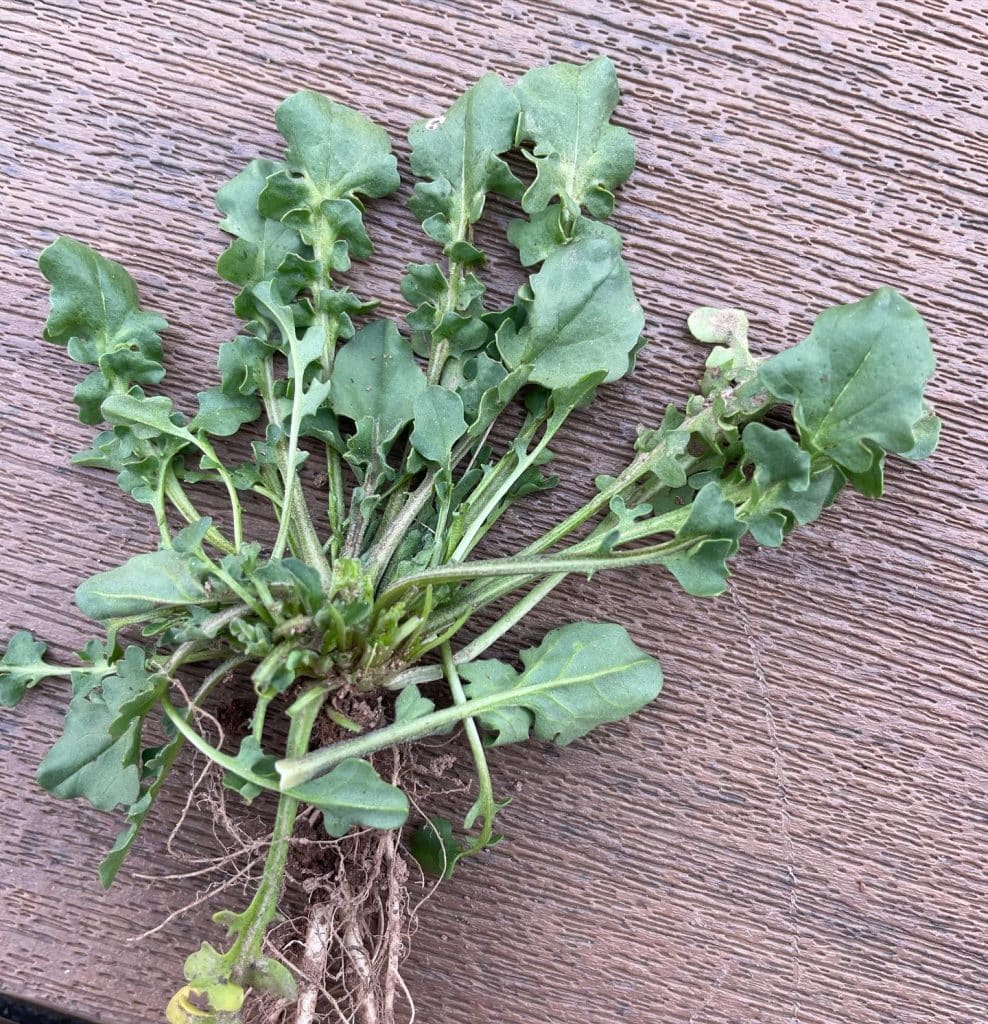Barbarea vulgaris - Wintercress - Eat The Planet