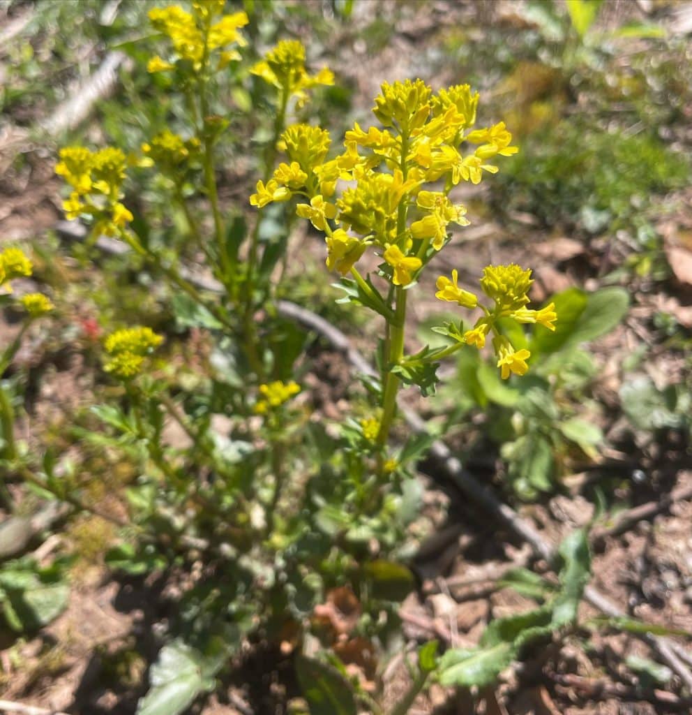 Barbarea vulgaris - Wintercress - Eat The Planet