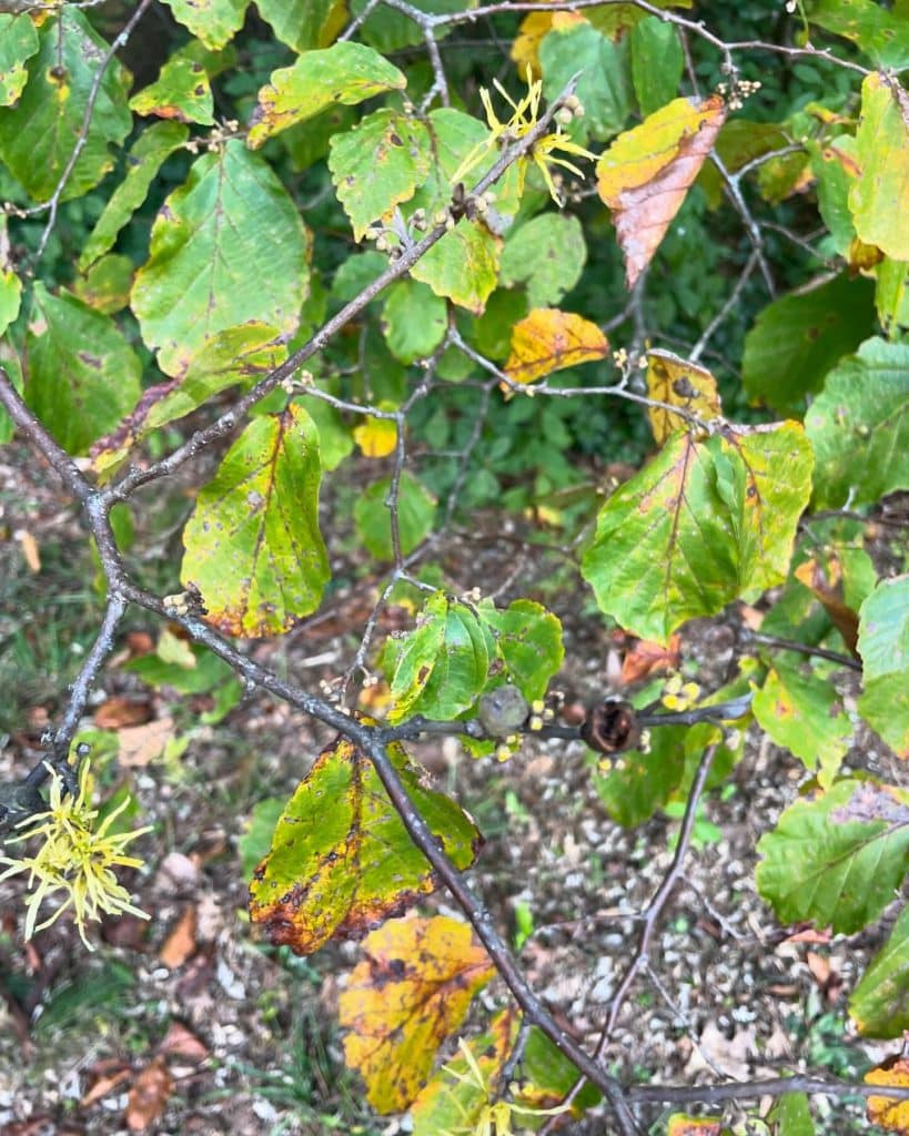 Hamamelis virginiana - Common Witch Hazel - Eat The Planet