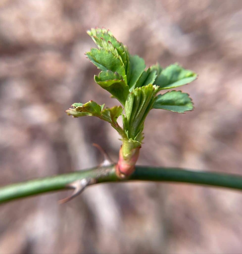 Rosa multiflora - Multiflora Rose - Eat The Planet