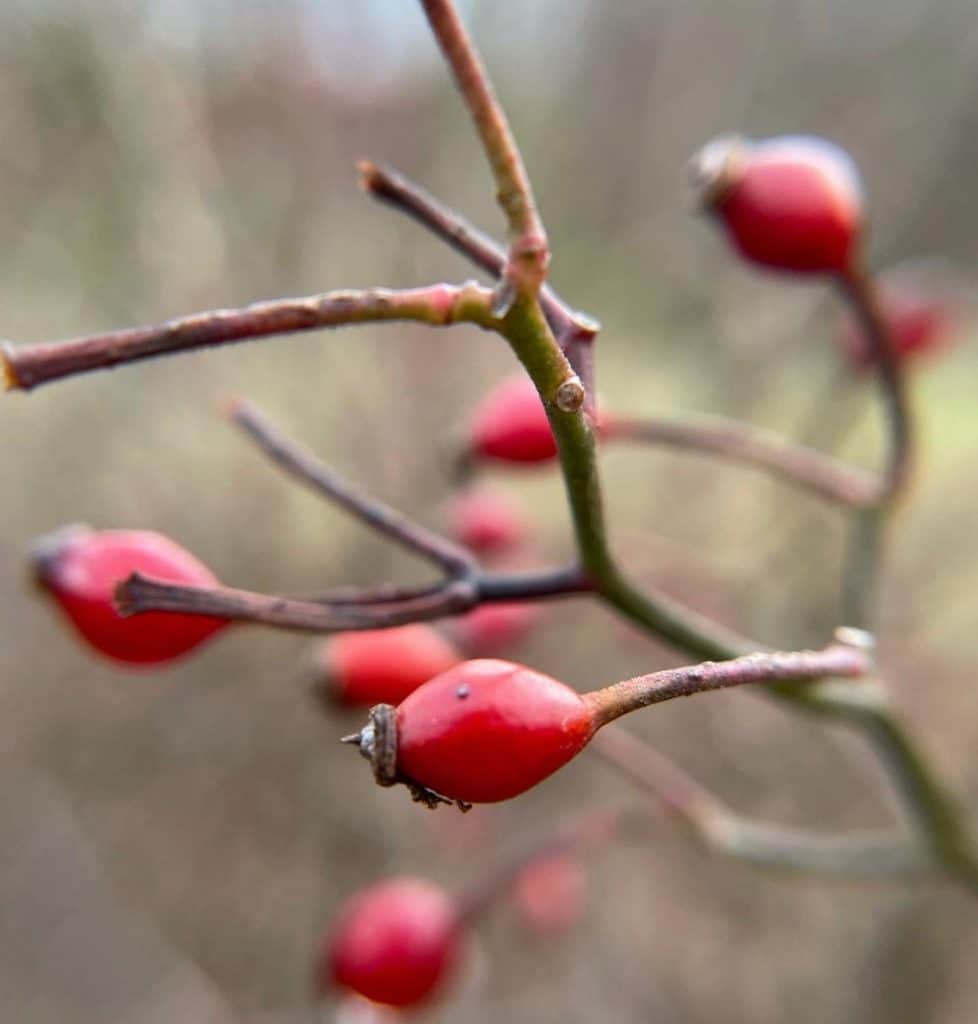 Rosa multiflora - Multiflora Rose - Eat The Planet