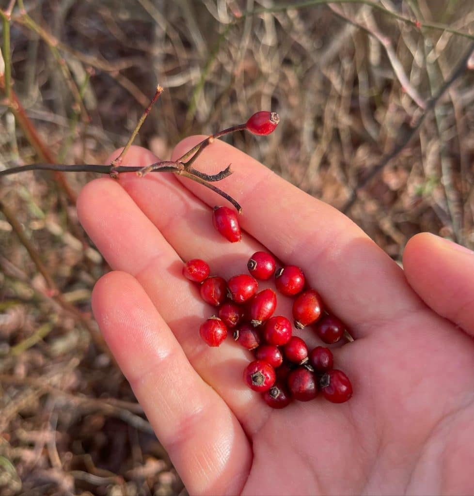 Rosa multiflora - Multiflora Rose - Eat The Planet
