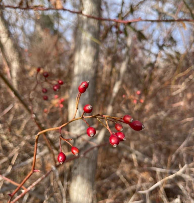 Hops, an Essential Beer Ingredient with Health Benefits - Eat The Planet