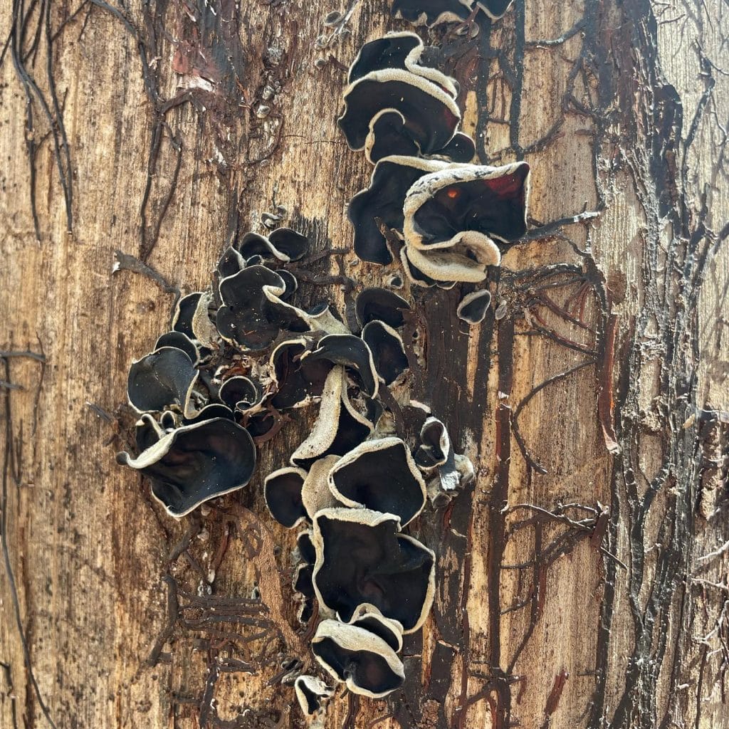 Auricularia nigricans - Ear fungus - Eat The Planet