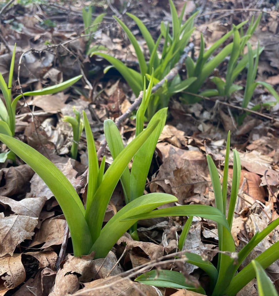 Hemerocallis fulva - Common Daylily - Eat The Planet