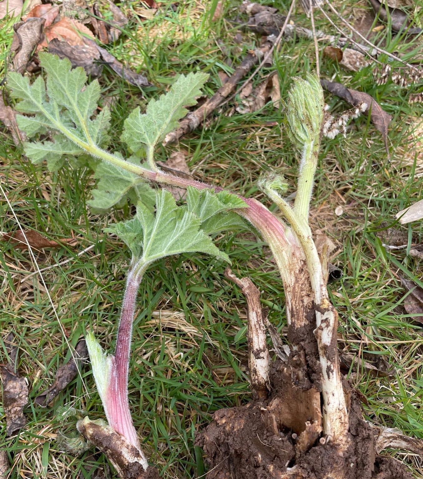 Heracleum maximum - Cow parsnip - Eat The Planet