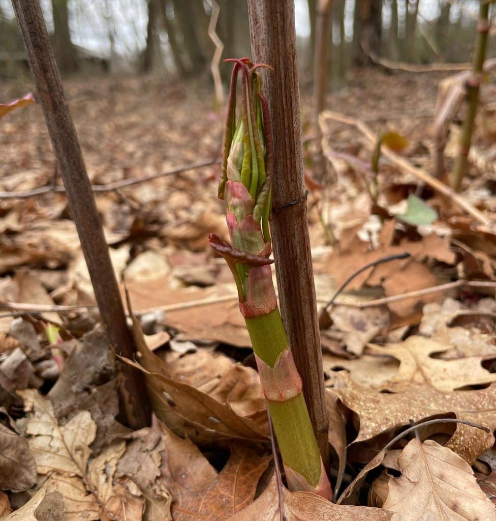 Reynoutria japonica - Japanese Knotweed - Eat The Planet