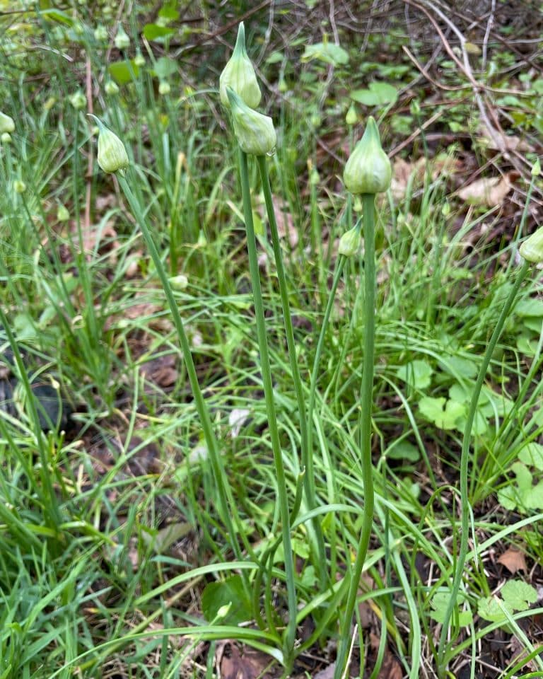 Allium canadense - Wild Onion - Eat The Planet