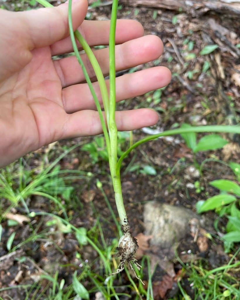 Allium canadense - Wild Onion - Eat The Planet
