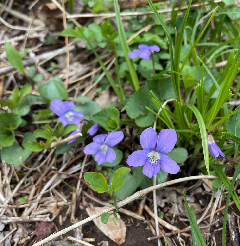 Viola sororia - Common Violets - Eat The Planet