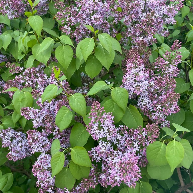Syringa spp. - Lilac - Eat The Planet