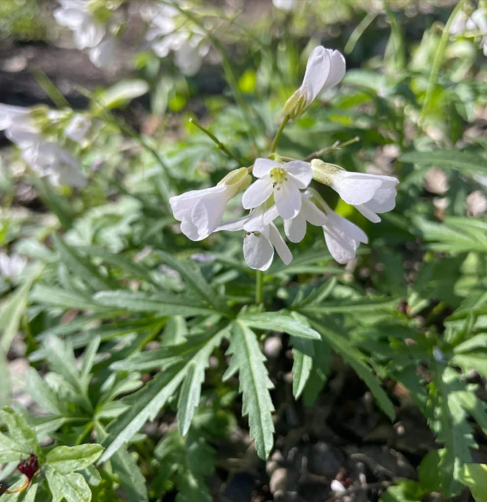Cardamine concatenata - Cut-leaf Toothwort - Eat The Planet
