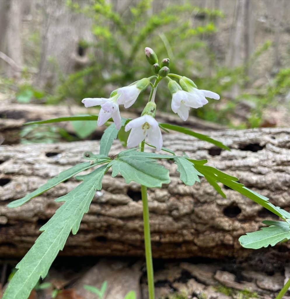 Cardamine concatenata - Cut-leaf Toothwort - Eat The Planet