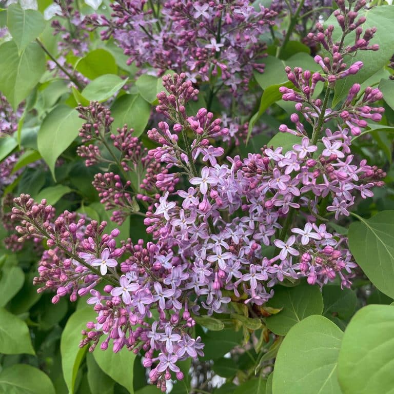Redroot Pigweed, a Humble and Underrated Wild Edible - Eat The Planet