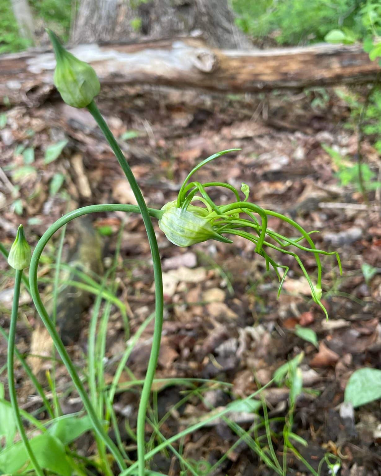 Allium canadense - Wild Onion - Eat The Planet