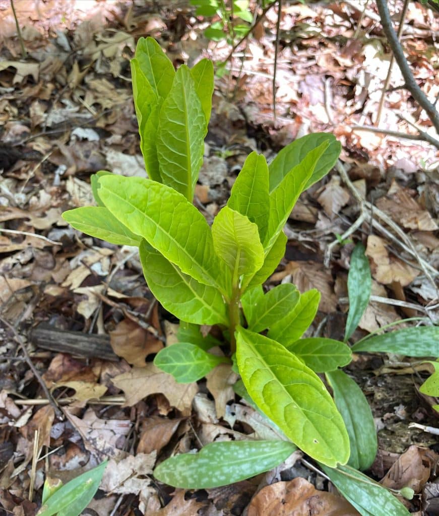 Phytolacca americana - Pokeweed - Eat The Planet