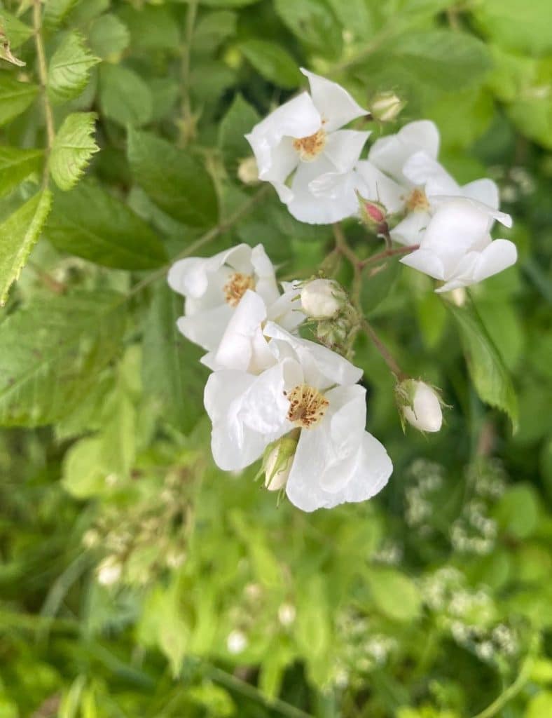 Rosa multiflora - Multiflora Rose - Eat The Planet
