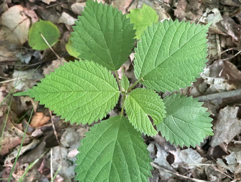 Laportea canadensis - Wood Nettle - Eat The Planet
