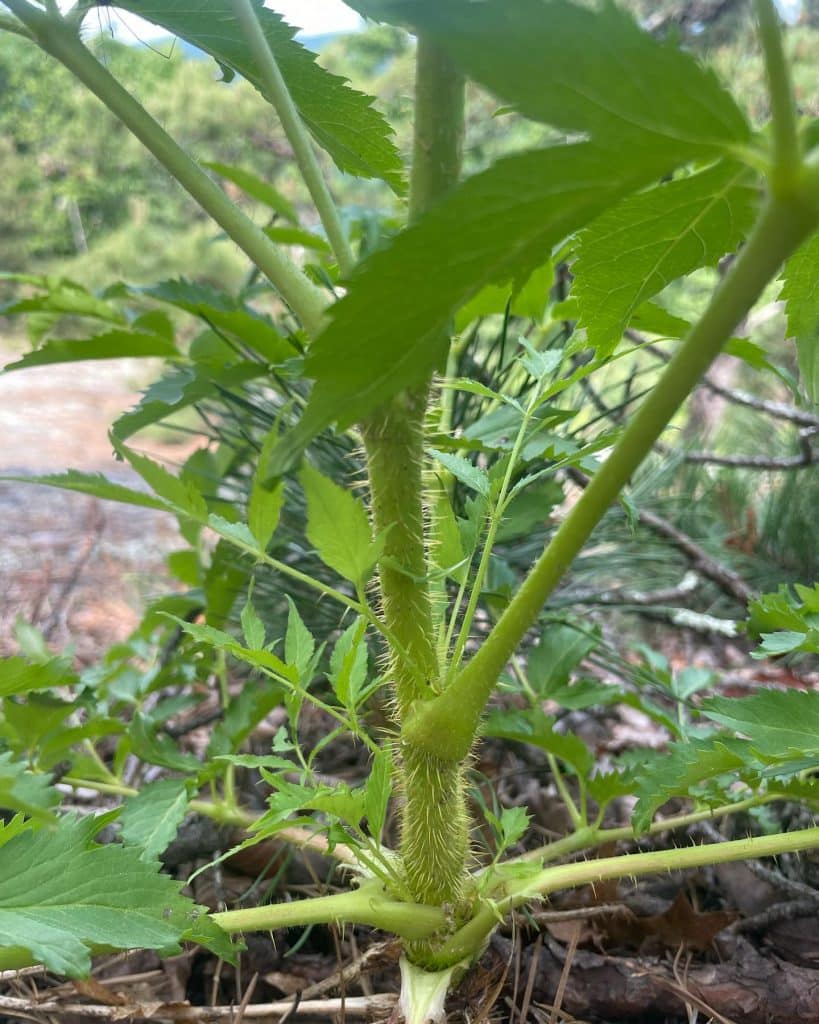 Aralia hispidia - Bristly Sarsaparilla - Eat The Planet