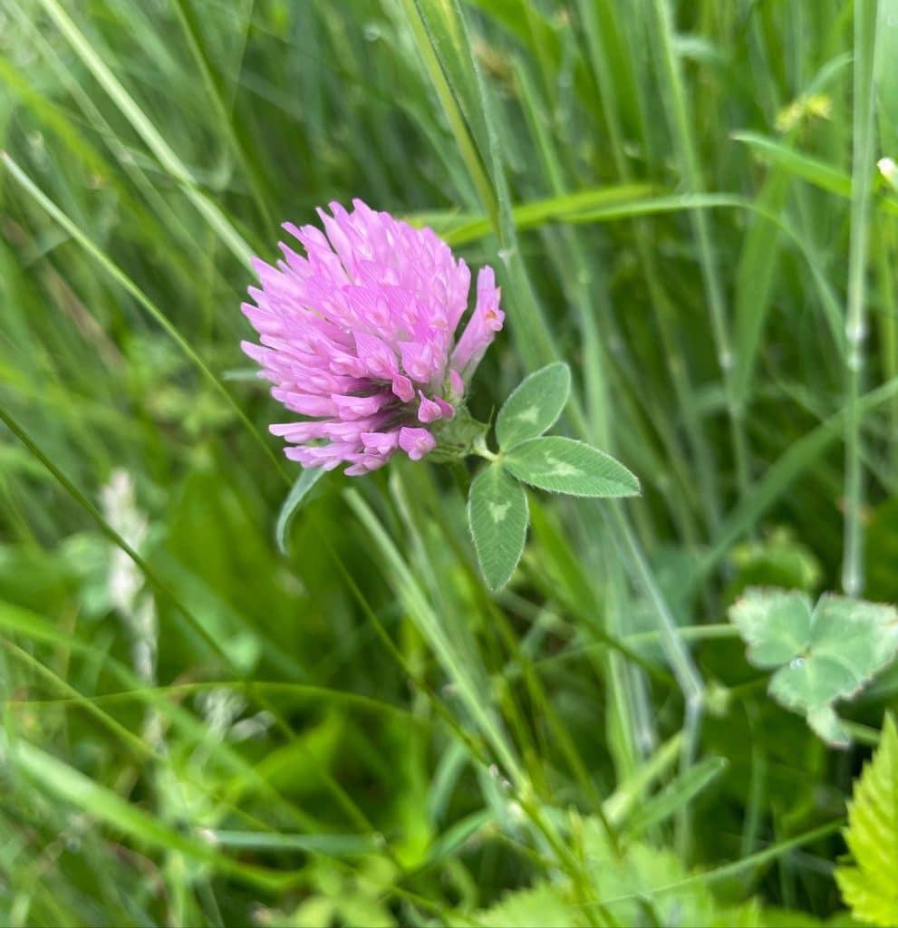 Trifolium pratense - Red Clover - Eat The Planet