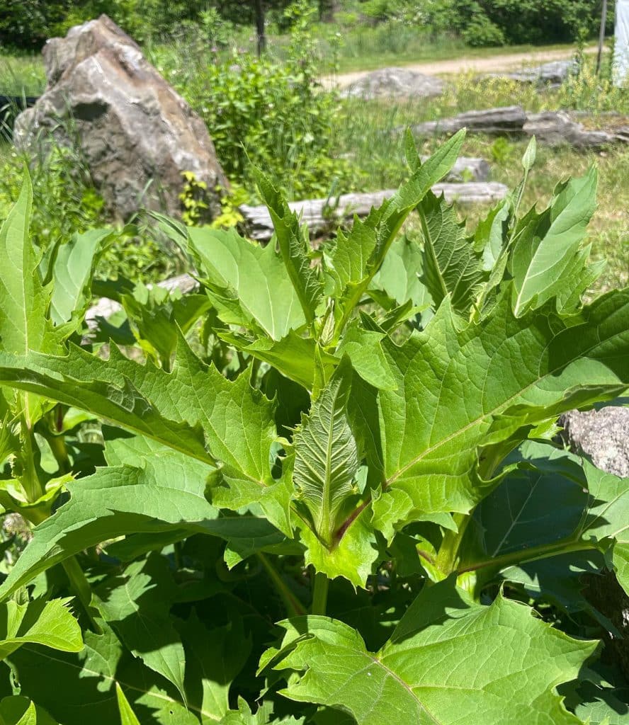 Silphium perfoliatum - Cup plant - Eat The Planet