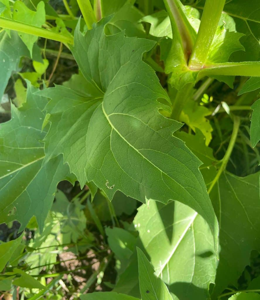 Silphium perfoliatum - Cup plant - Eat The Planet
