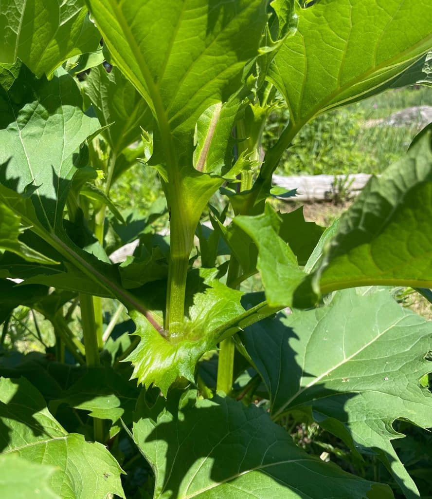 Silphium perfoliatum - Cup plant - Eat The Planet