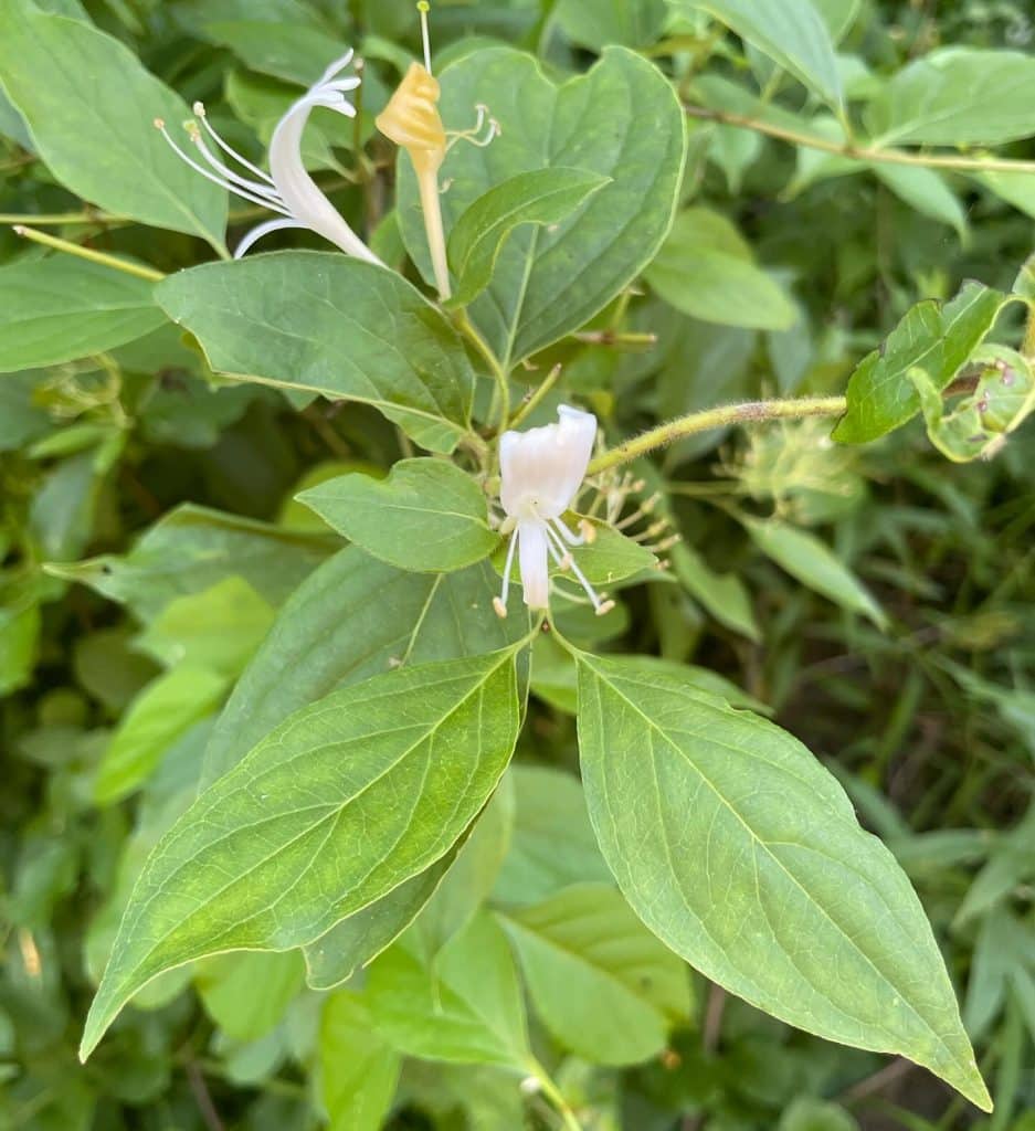 Lonicera japonica - Japanese Honeysuckle - Eat The Planet