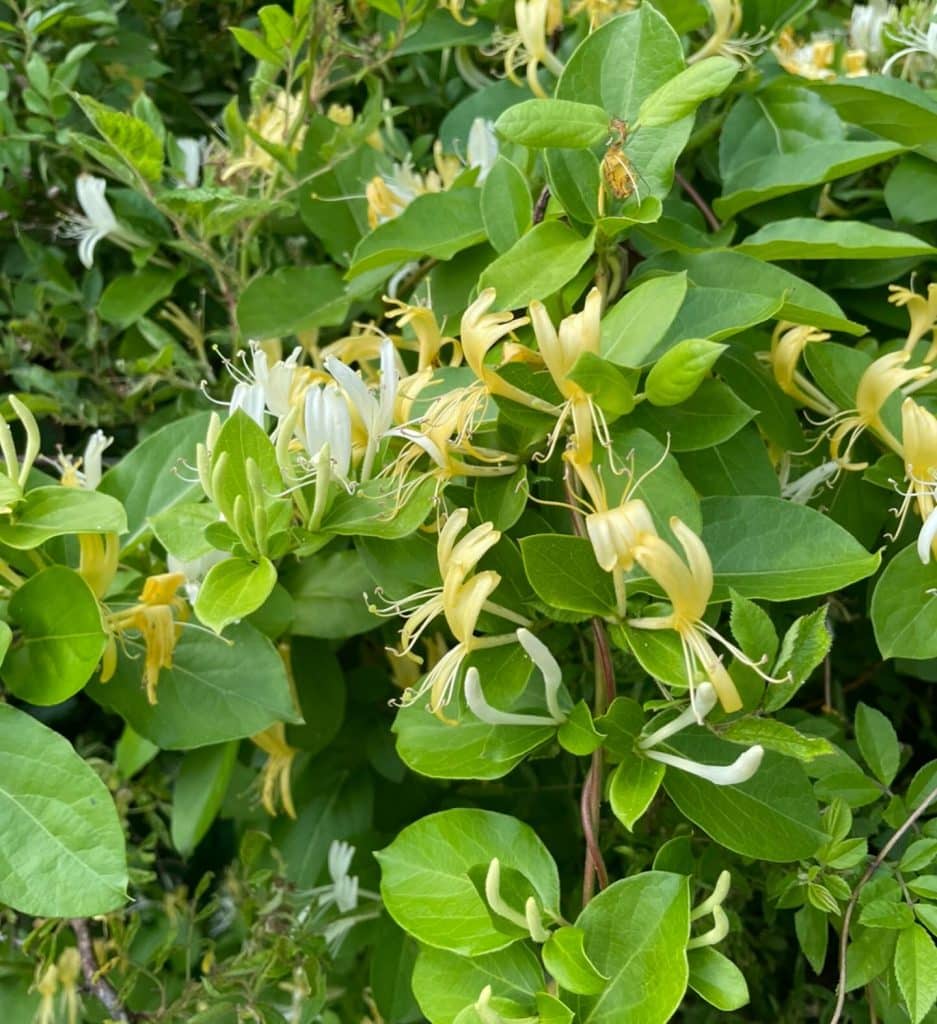 Lonicera japonica - Japanese Honeysuckle - Eat The Planet