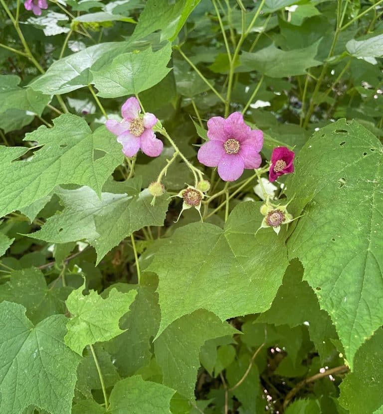 Rubus odoratus - Purple-flowering Raspberry - Eat The Planet