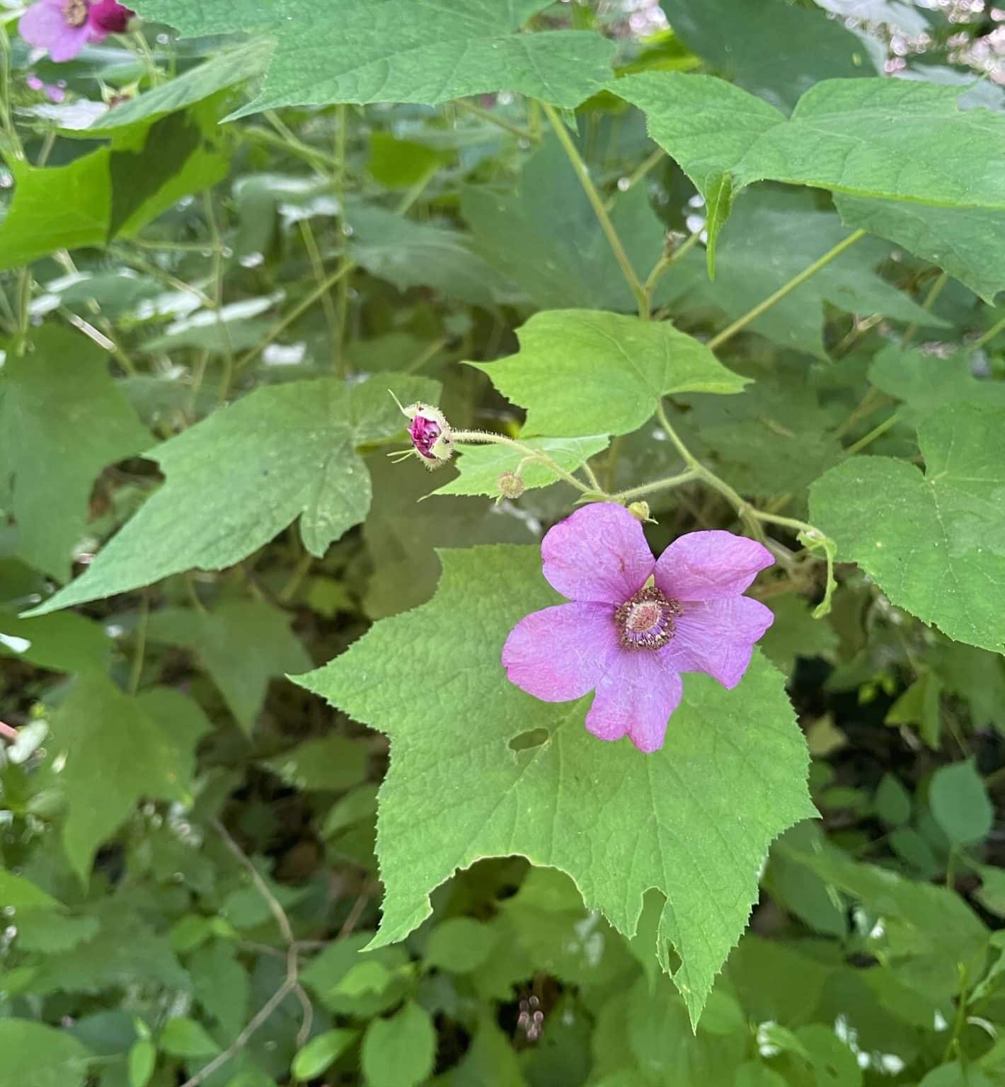 Rubus odoratus - Purple-flowering Raspberry - Eat The Planet