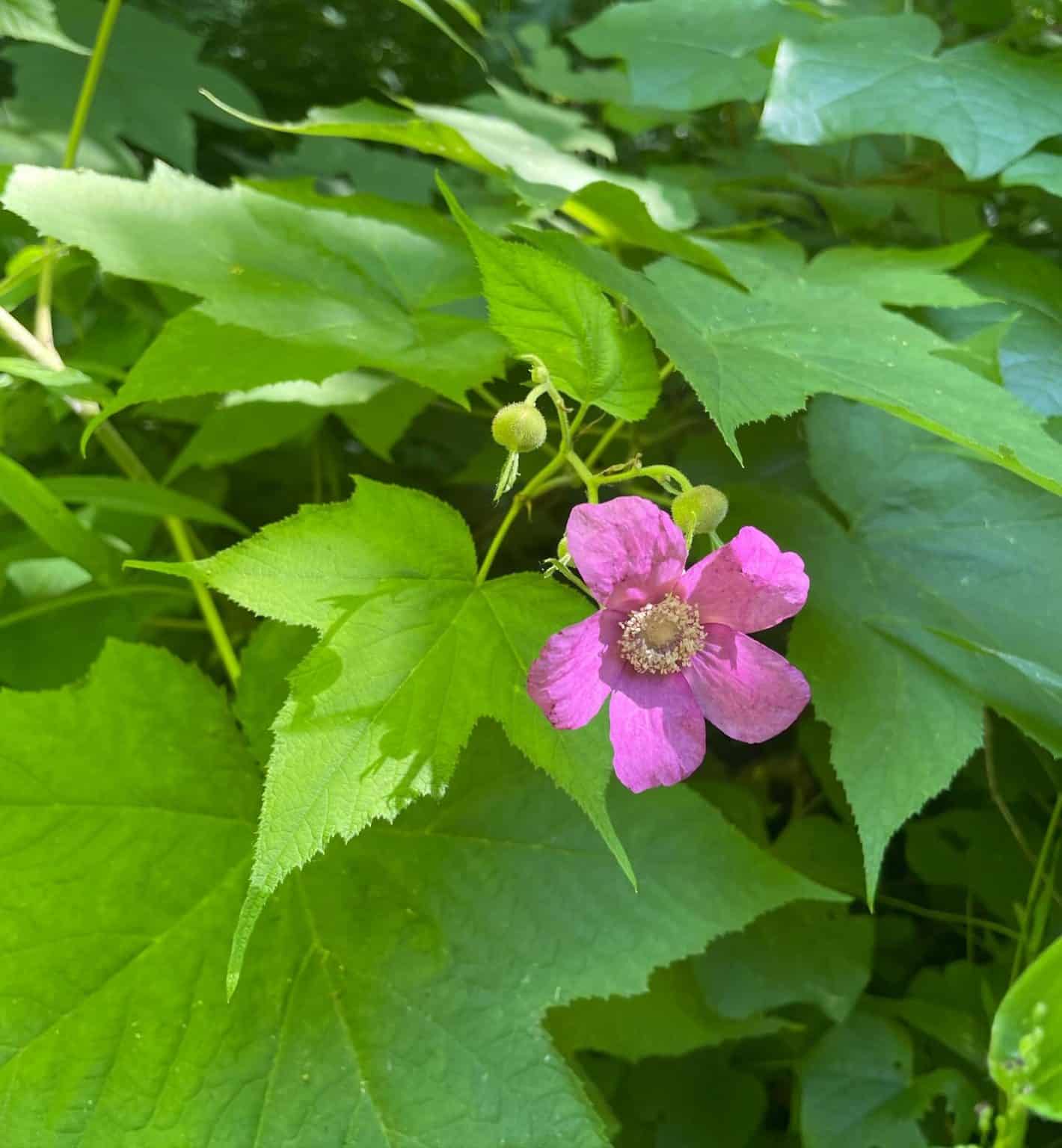 Rubus odoratus - Purple-flowering Raspberry - Eat The Planet