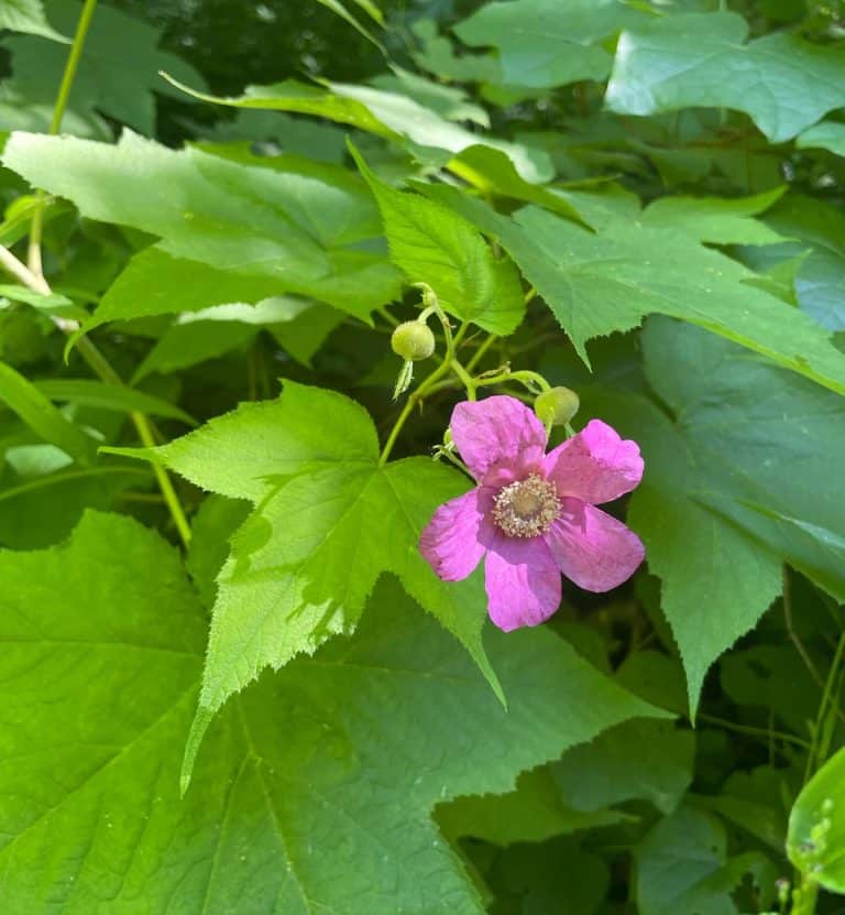 Rubus odoratus - Purple-flowering Raspberry - Eat The Planet